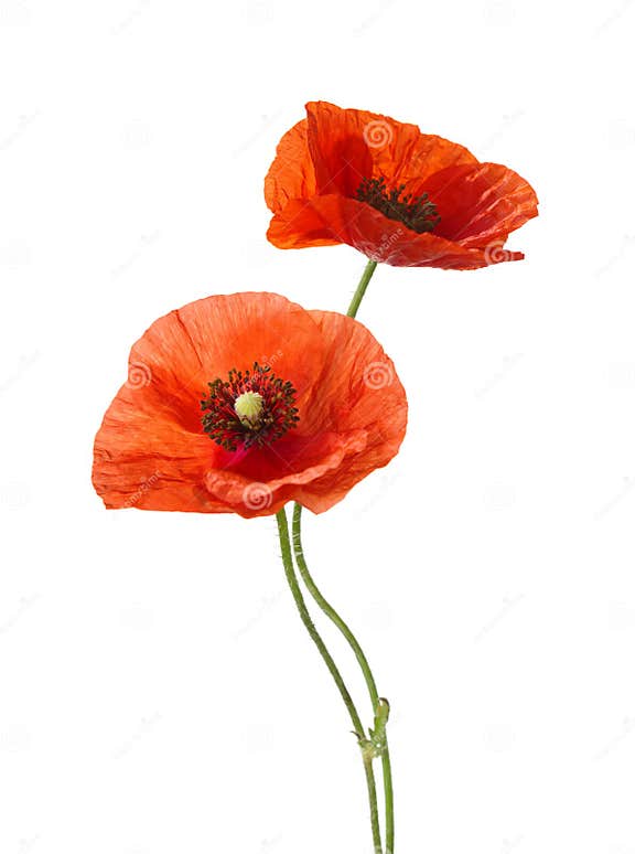 Two red poppies. stock photo. Image of isolated, background - 85949672