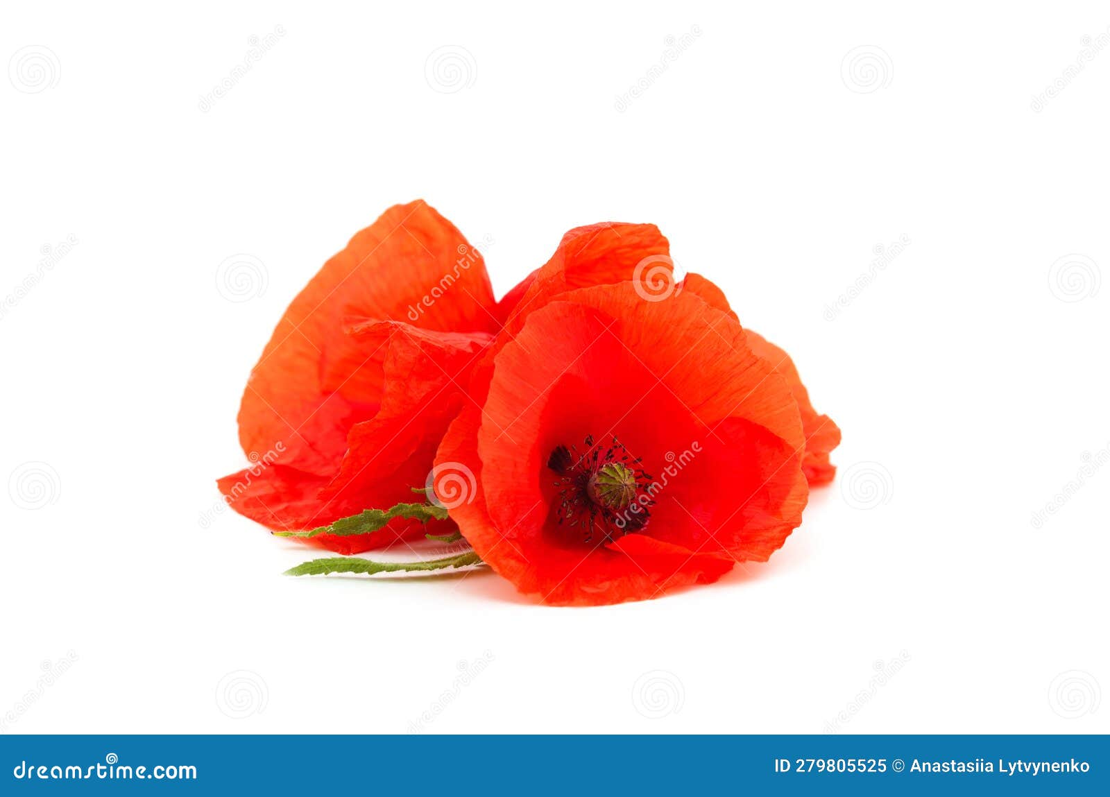 Two red poppies stock image. Image of twoe, freshness - 279805525