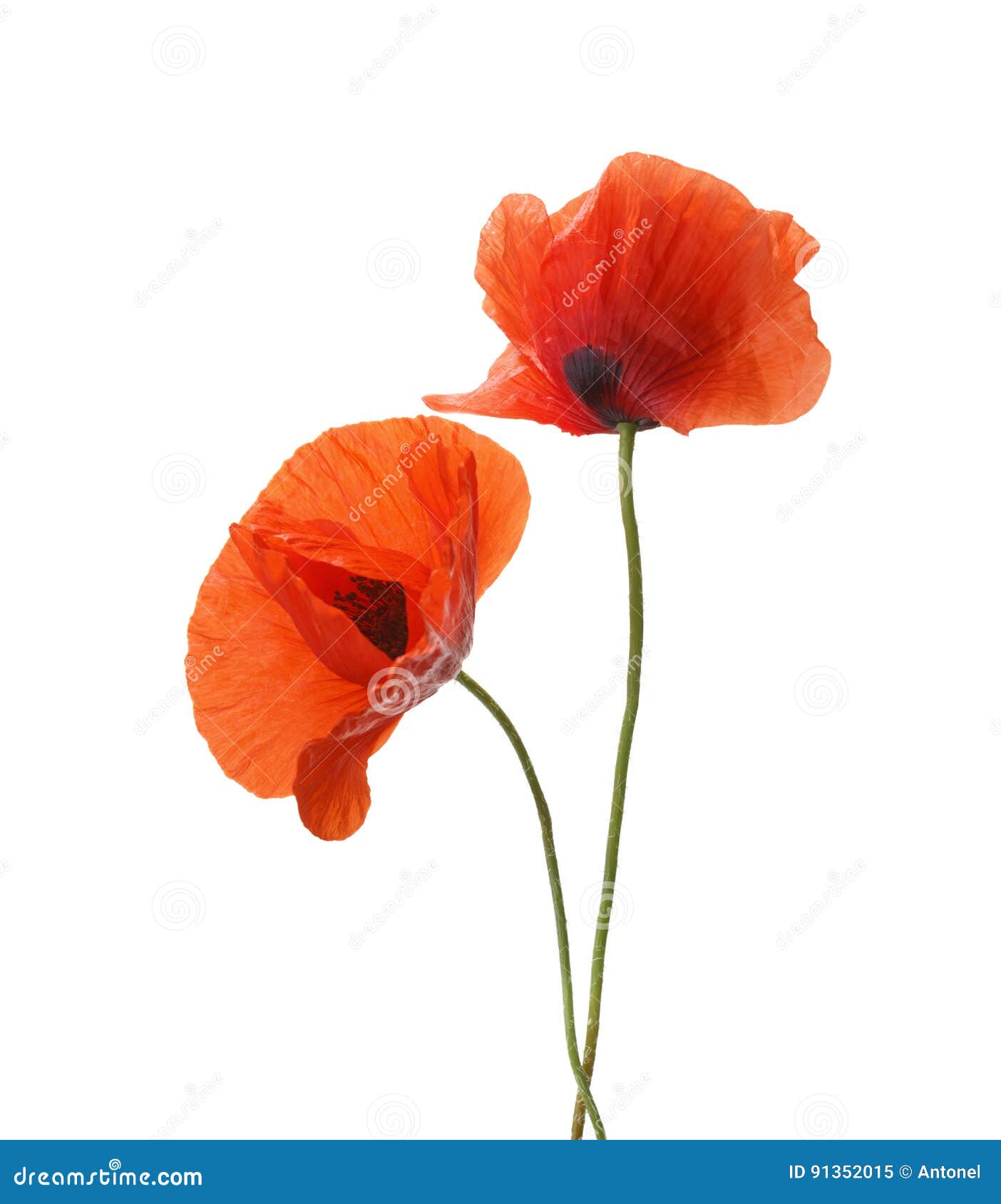Two Red Poppies Isolated on White Background Stock Image - Image of ...