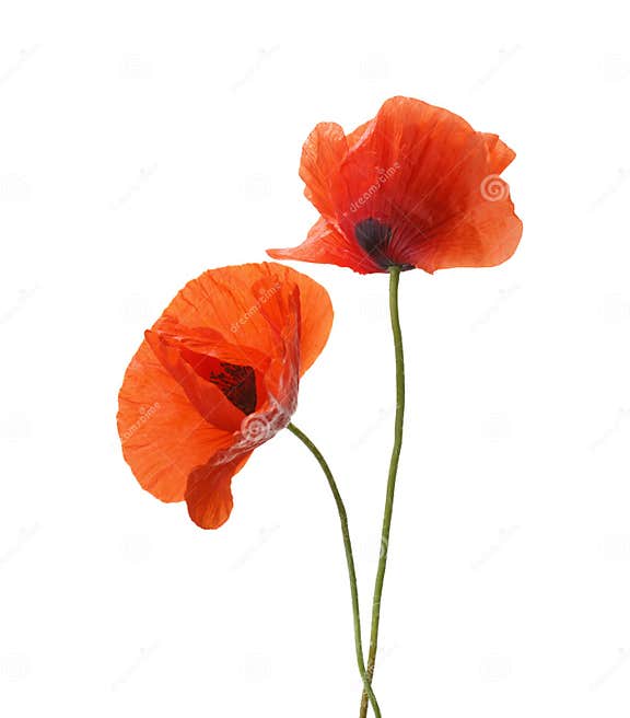 Two Red Poppies Isolated on White Background Stock Image - Image of ...