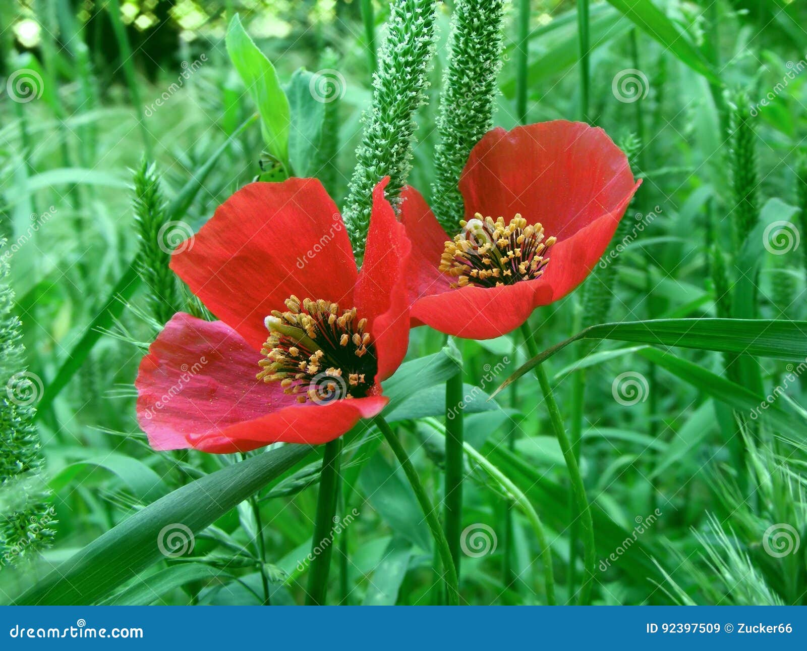 Two red poppies stock image. Image of green, springtime - 92397509