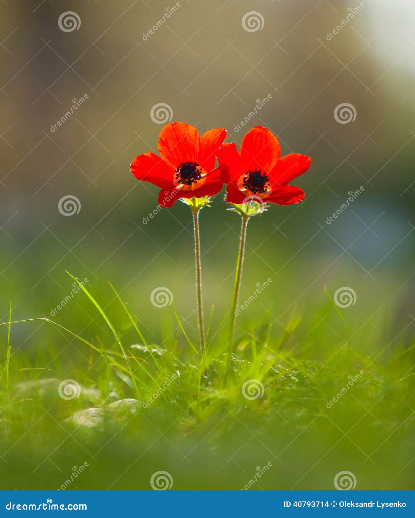 Two red poppies stock photo. Image of beauty, summer - 40793714