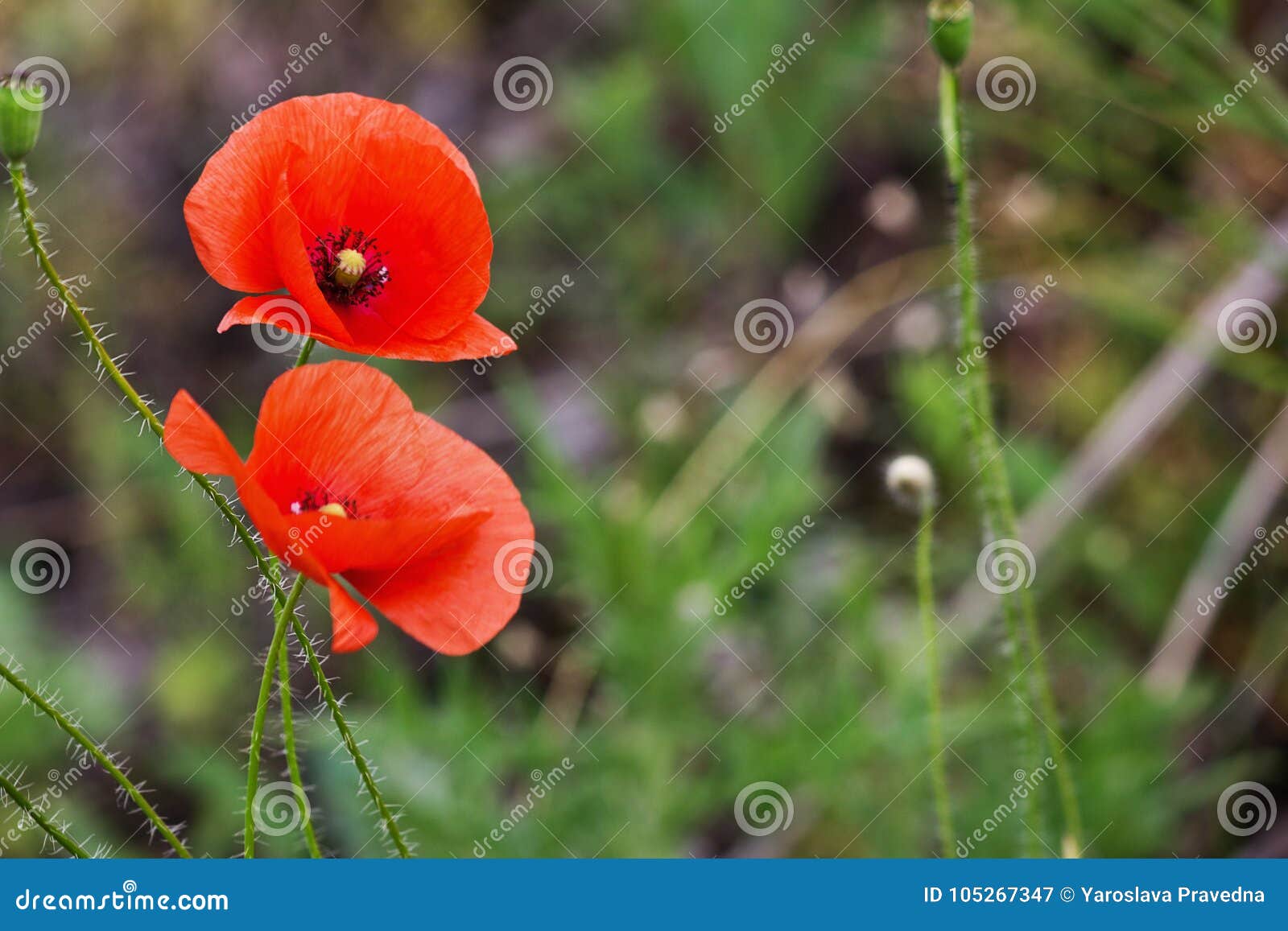 Two red poppies stock image. Image of poppy, flower - 105267347