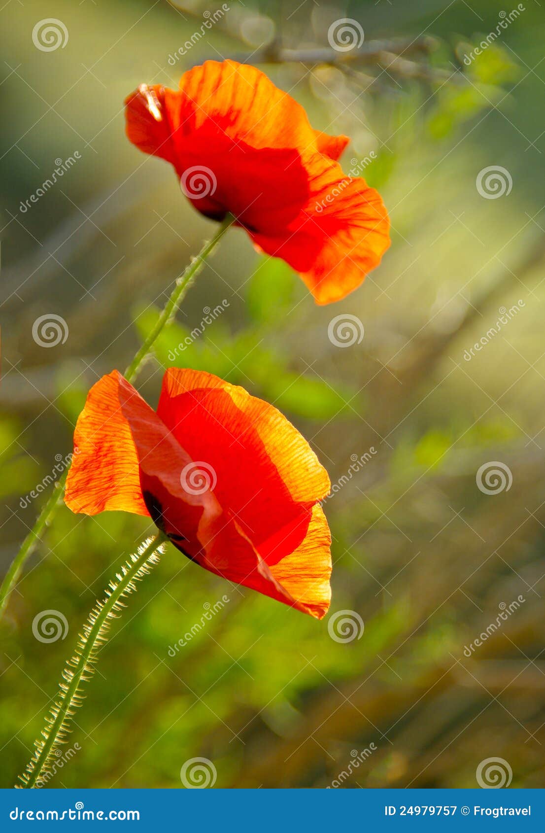 Two red poppy stock image. Image of macro, green, garden - 24979757