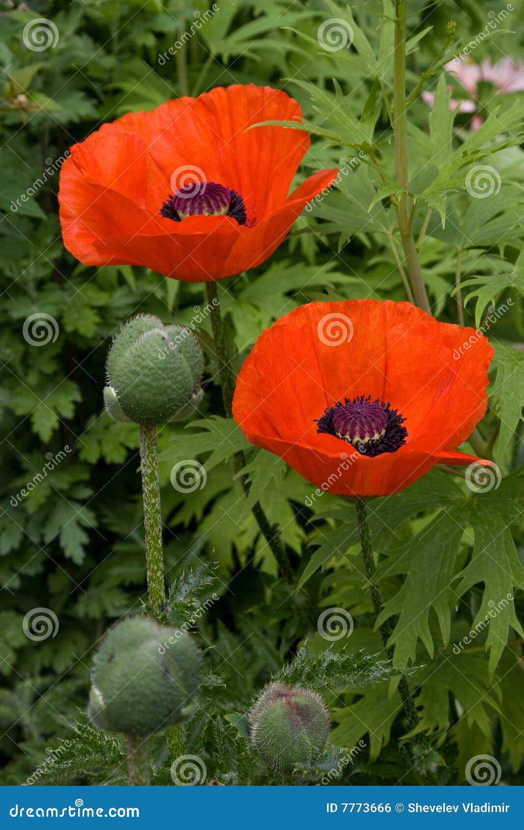 Two red poppy stock photo. Image of opium, death, remembrance - 7773666