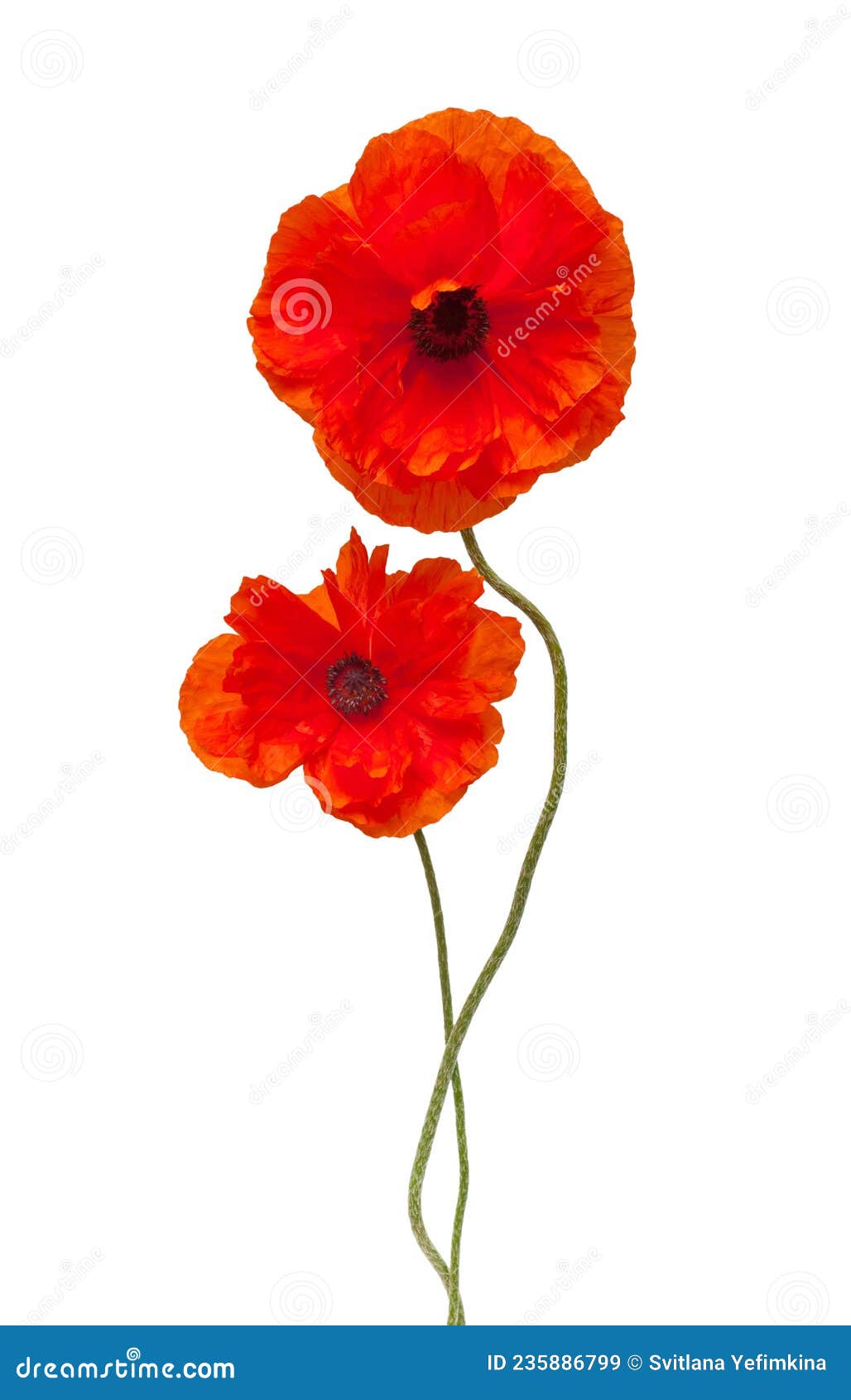 Two red poppy stock image. Image of bloom, pretty, blossom - 235886799