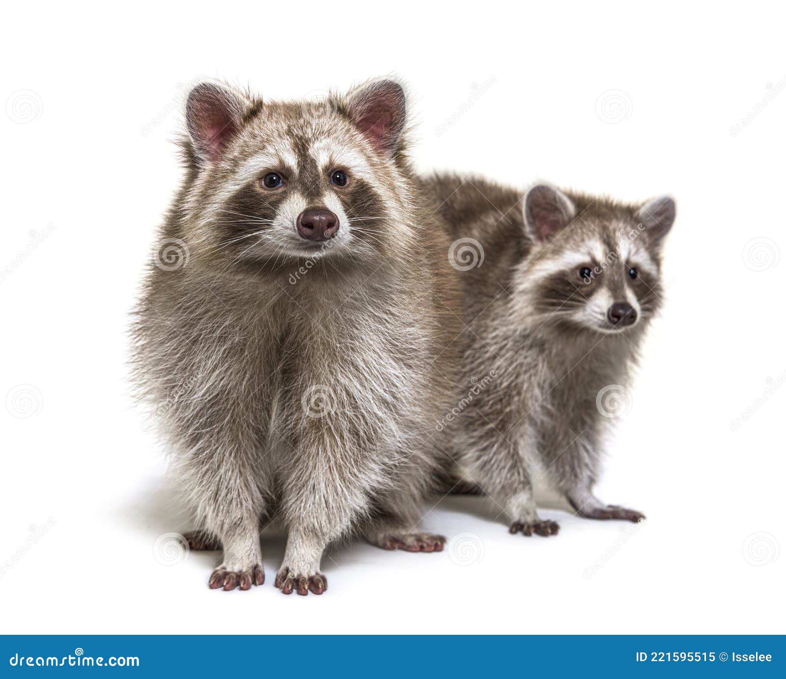 Two Red Raccoons Sitting Together, Isolated Stock Image - Image of ...