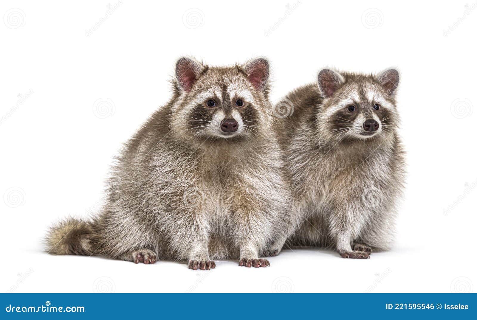 Two Red Raccoons Sitting Together, Isolated Stock Photo - Image of ...