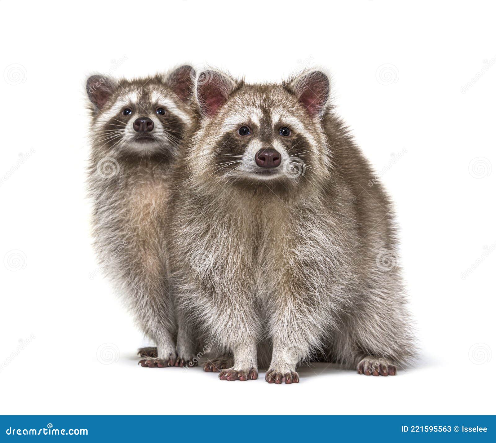 Two Red Raccoons Sitting Together, Isolated Stock Image - Image of ...