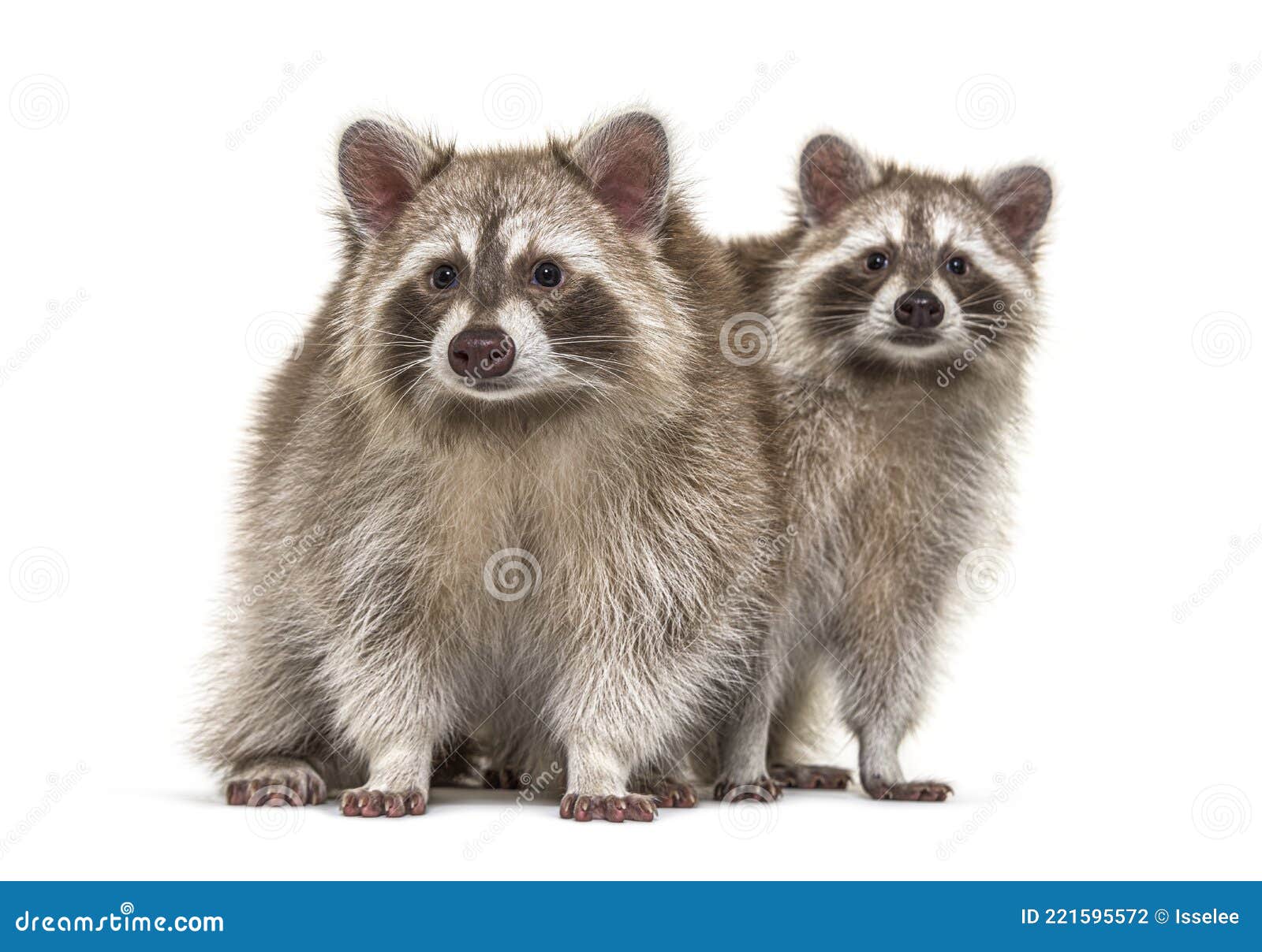 Two Red Raccoons Sitting Together, Isolated Stock Photo - Image of ...