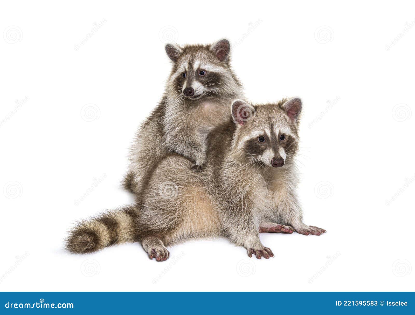 Two Red Raccoons Sitting Together, Isolated Stock Image - Image of ...