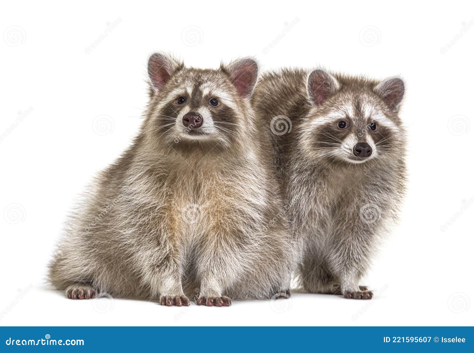 Two Red Raccoons Sitting Together, Isolated Stock Image - Image of wild ...