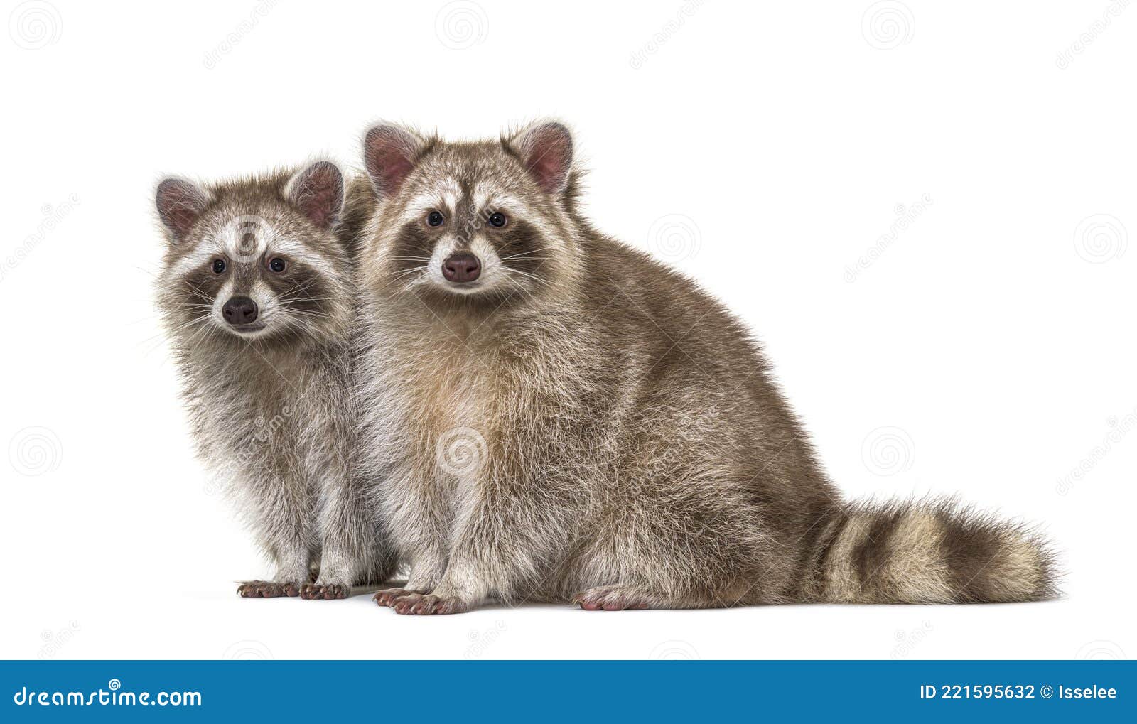 Two Red Raccoons Sitting Together, Isolated Stock Photo - Image of ...