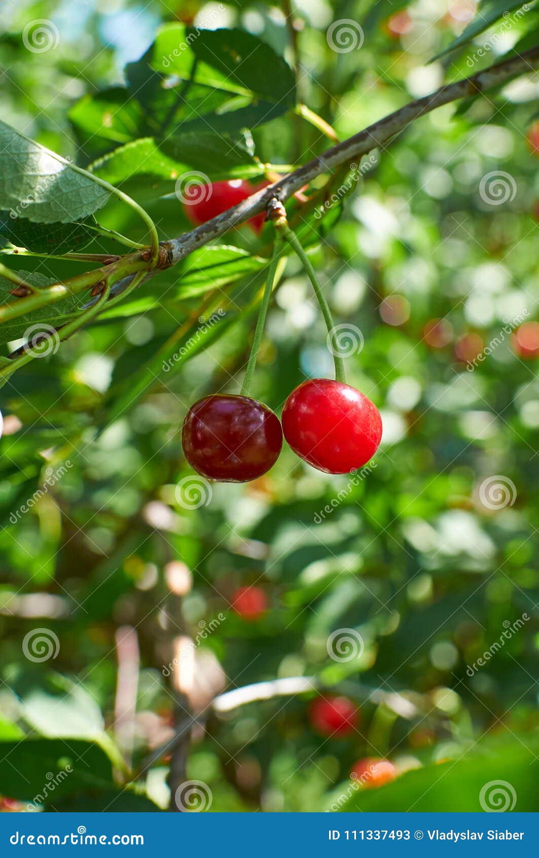 Two Red Ripe Cherries Growing on the Tree Stock Image - Image of ...