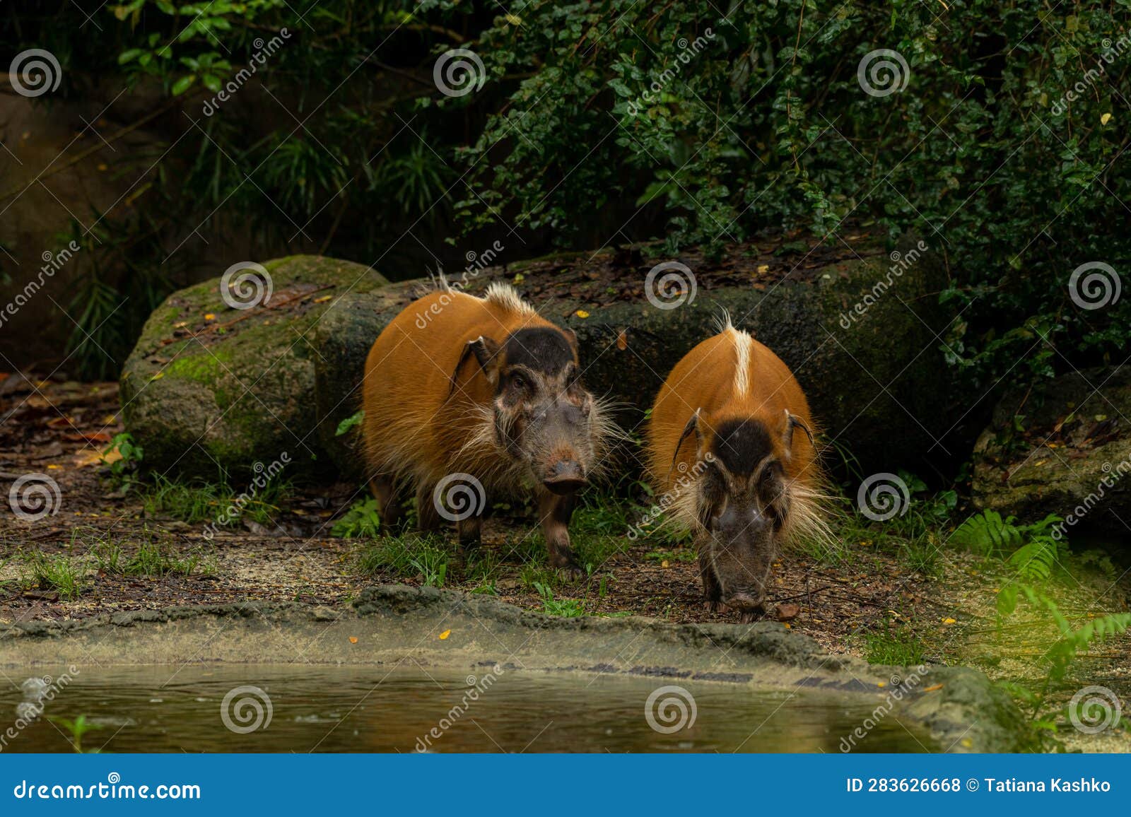 Two a Red River Hogs Walking through the Mud, Copy Space for Text Stock ...