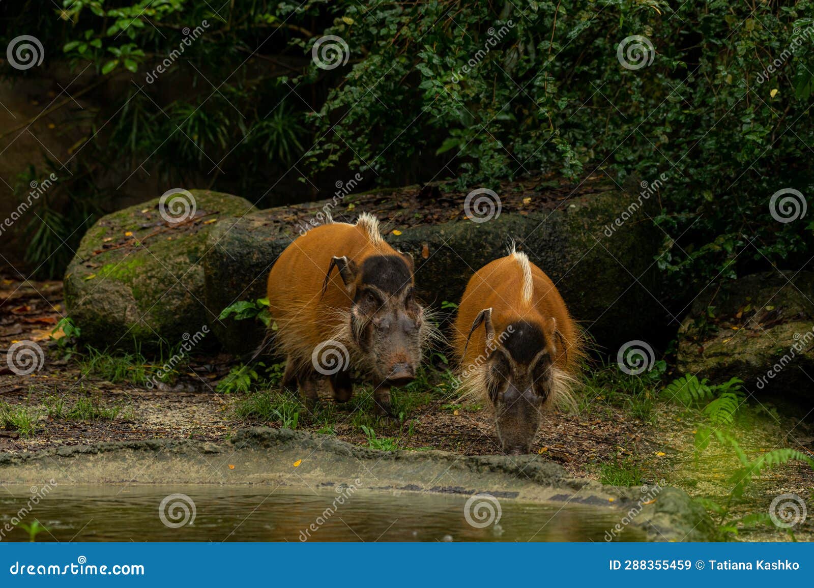 Two Red River Hogs Walking through the Mud, Copy Space for Text Stock ...