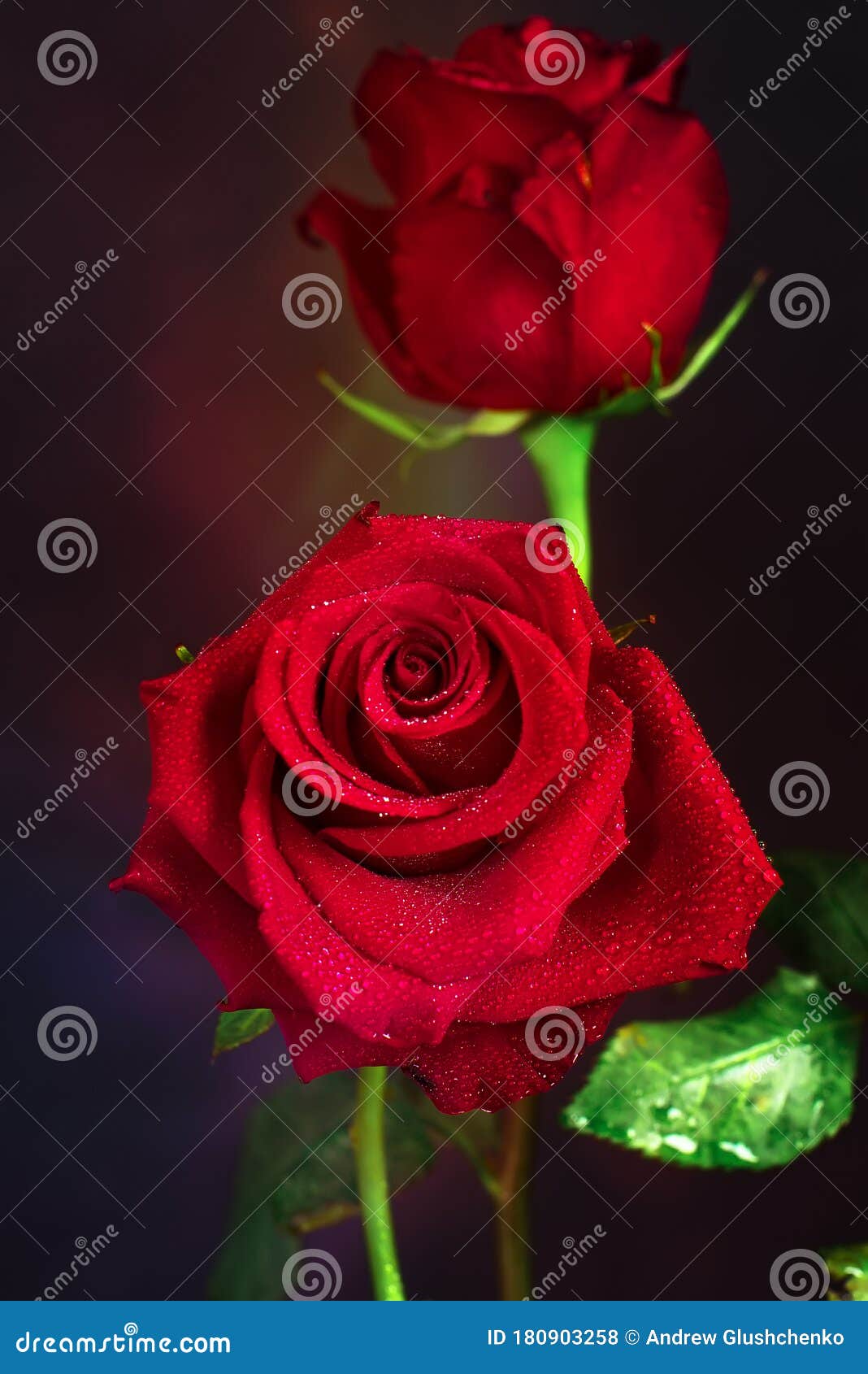 Two Red Rose Buds Close-up on a Dark Background, Vertically Stock Photo ...