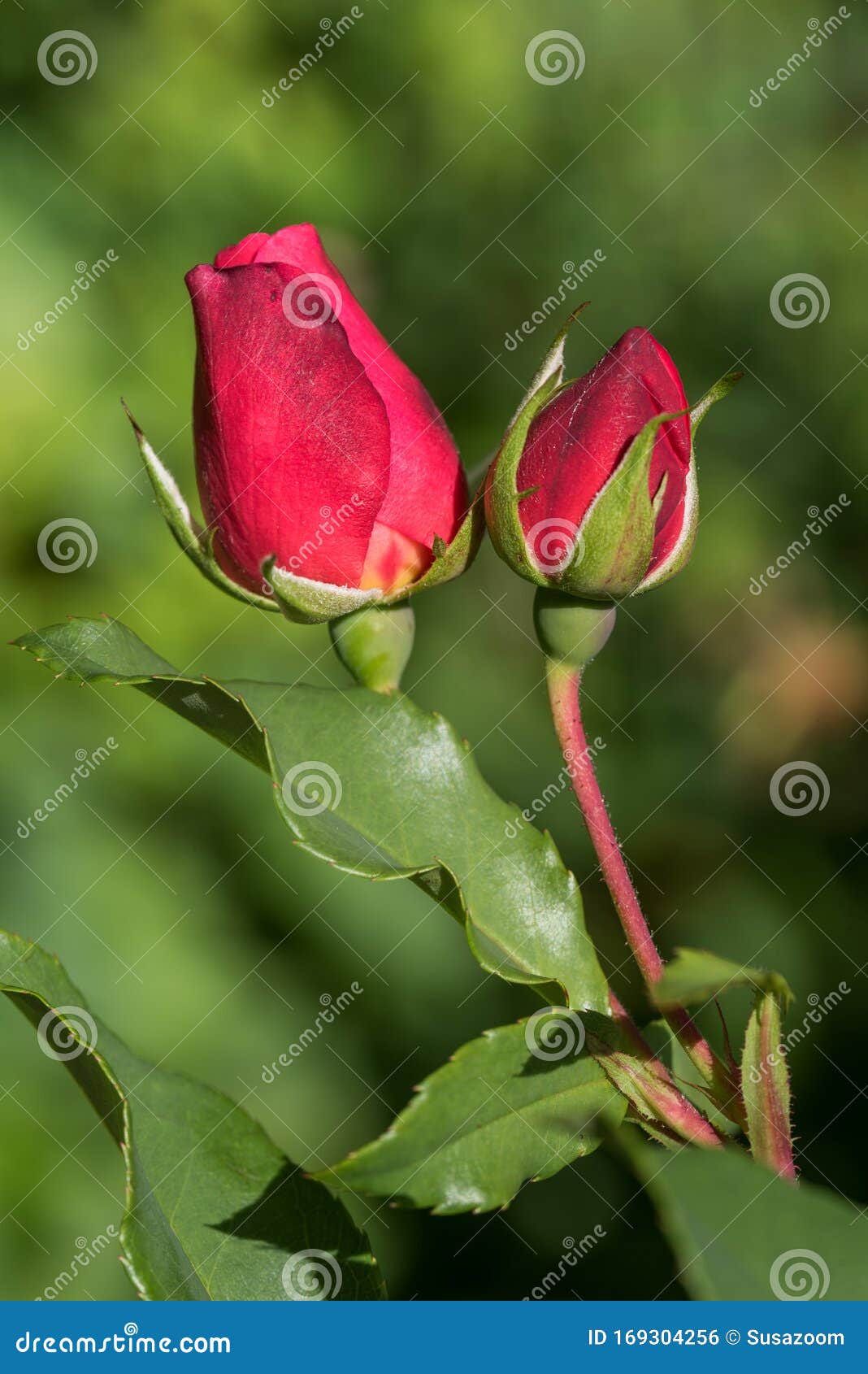 Two Red Rose Buds, Flower Stem with Leaves and Blurry Background Stock ...