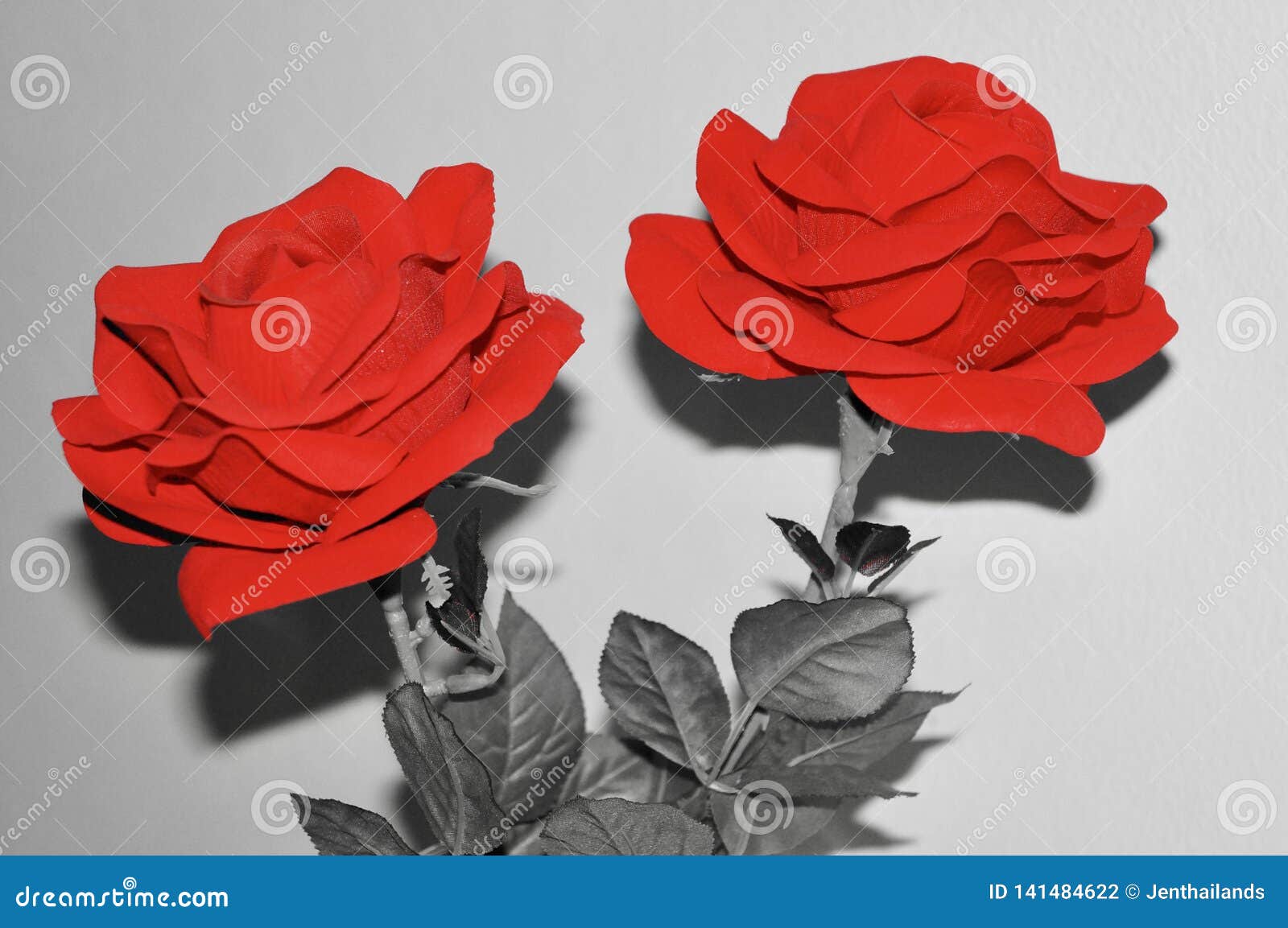 Two Red Rose with a Color Concept Stock Photo - Image of grey, tiges ...
