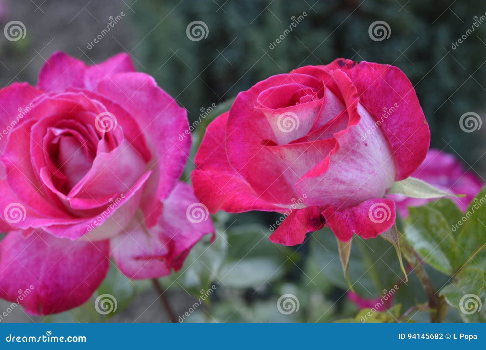 Two red rose flower. stock photo. Image of nature, generic - 94145682
