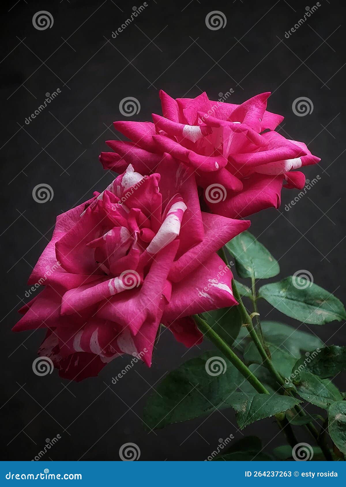 Two Red Rose Flowers on Dark Background Stock Image - Image of dark ...