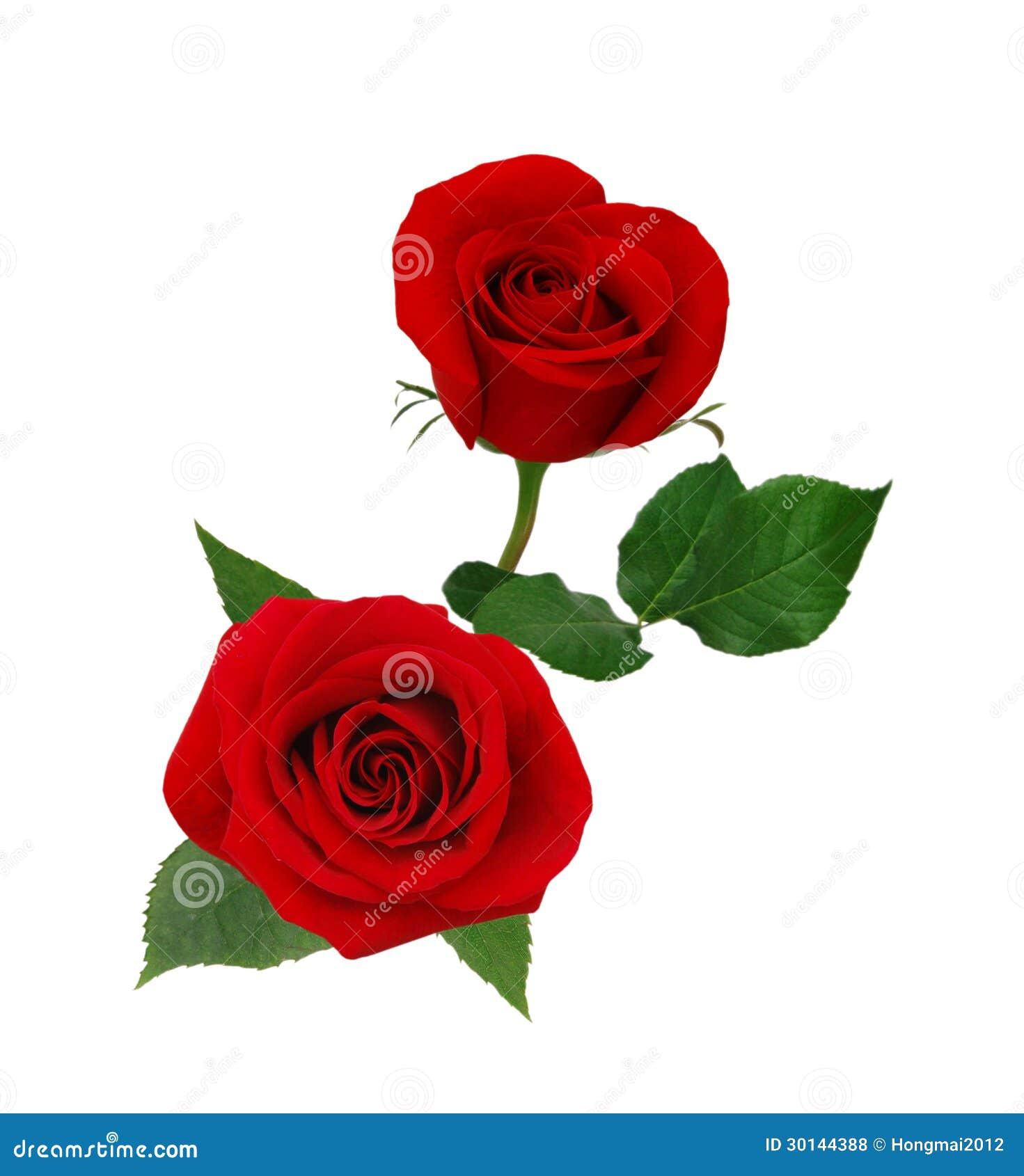 Two red roses stock illustration. Illustration of pistil - 30144388