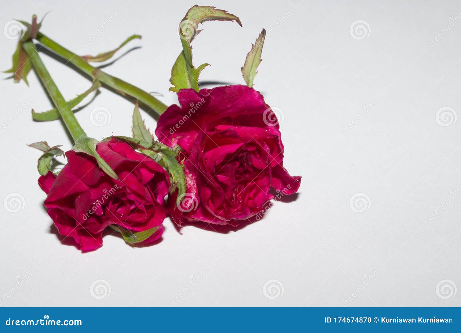 Two red rose stalks stock photo. Image of rose, white - 174674870