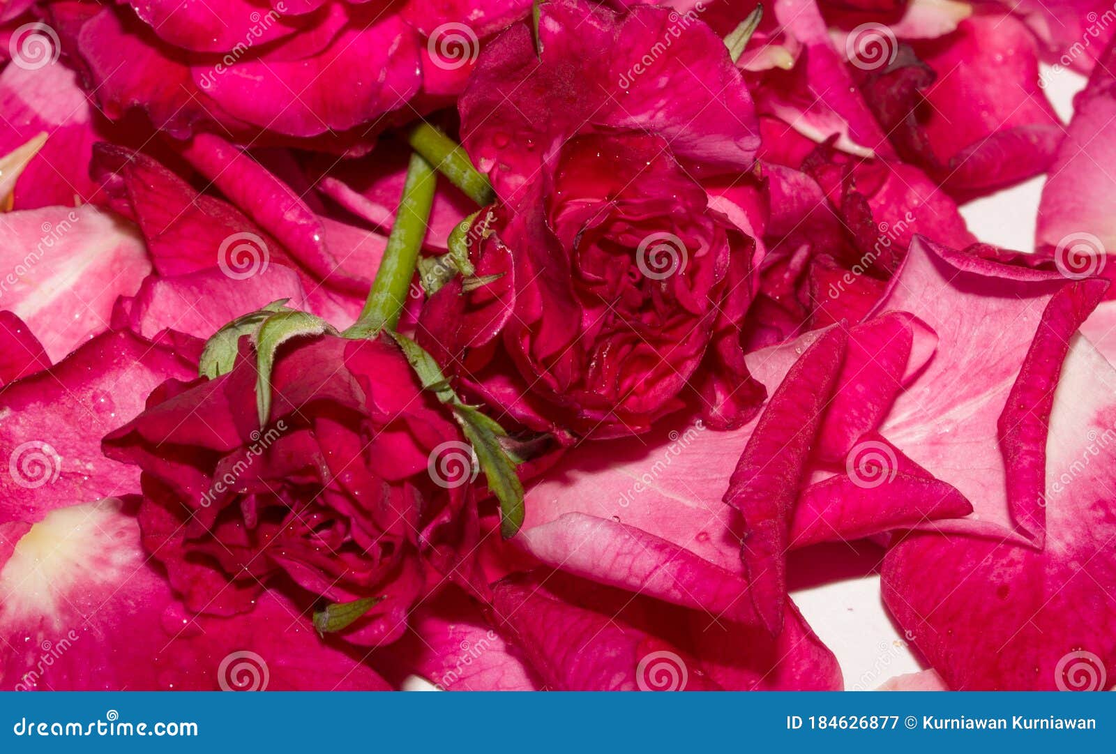 Two red rose stalks stock image. Image of lavender, lilac - 184626877