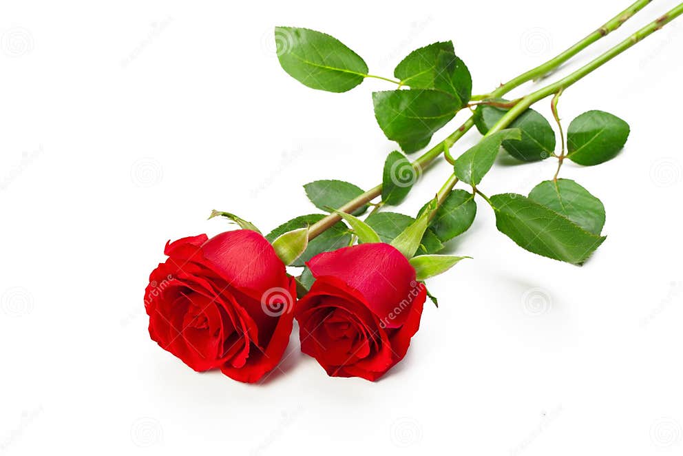 Two red roses stock image. Image of engagement, beautiful - 13139959