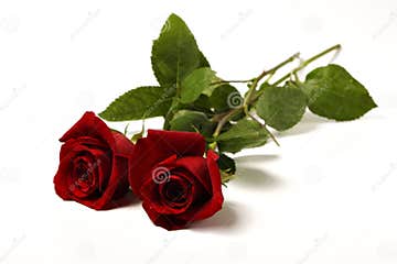 Two red roses stock photo. Image of lovers, affection - 1973146