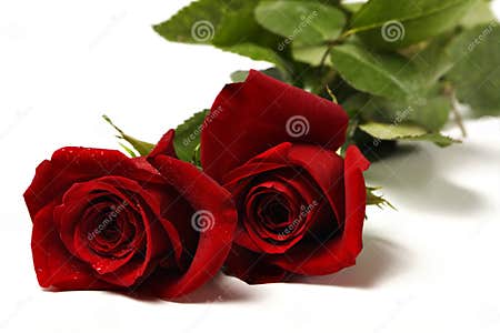 Two red roses 2 stock image. Image of love, honeymoon - 1973147