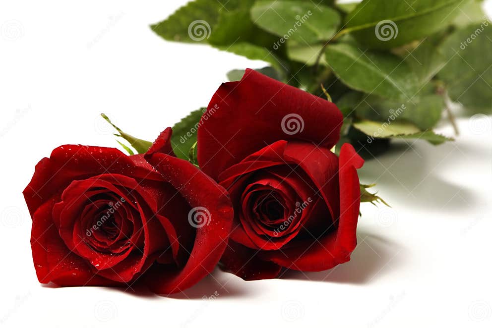 Two red roses 2 stock image. Image of love, honeymoon - 1973147