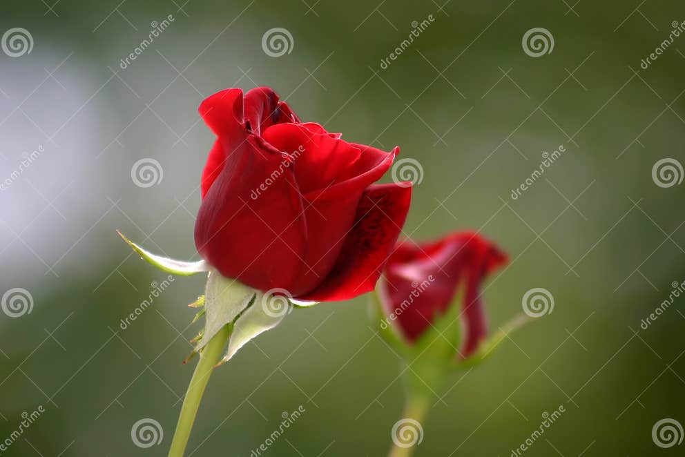 Red rose stock photo. Image of head, horticulture, love - 24634