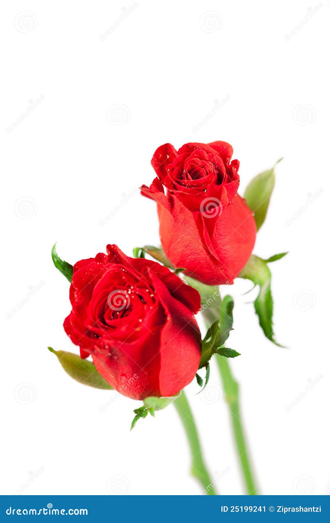 Two red roses stock image. Image of delicate, flowers - 25199241