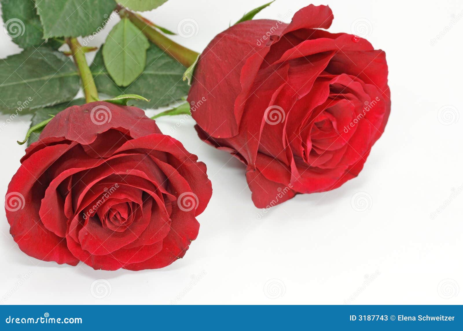 Two red roses stock image. Image of occasion, bloom, isolated - 3187743