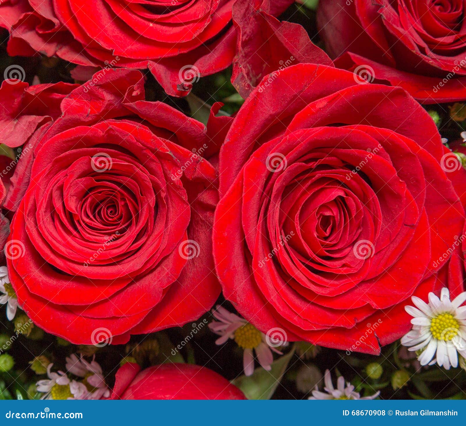 Two Red Roses Background Pattern Stock Photo - Image of concept, close ...
