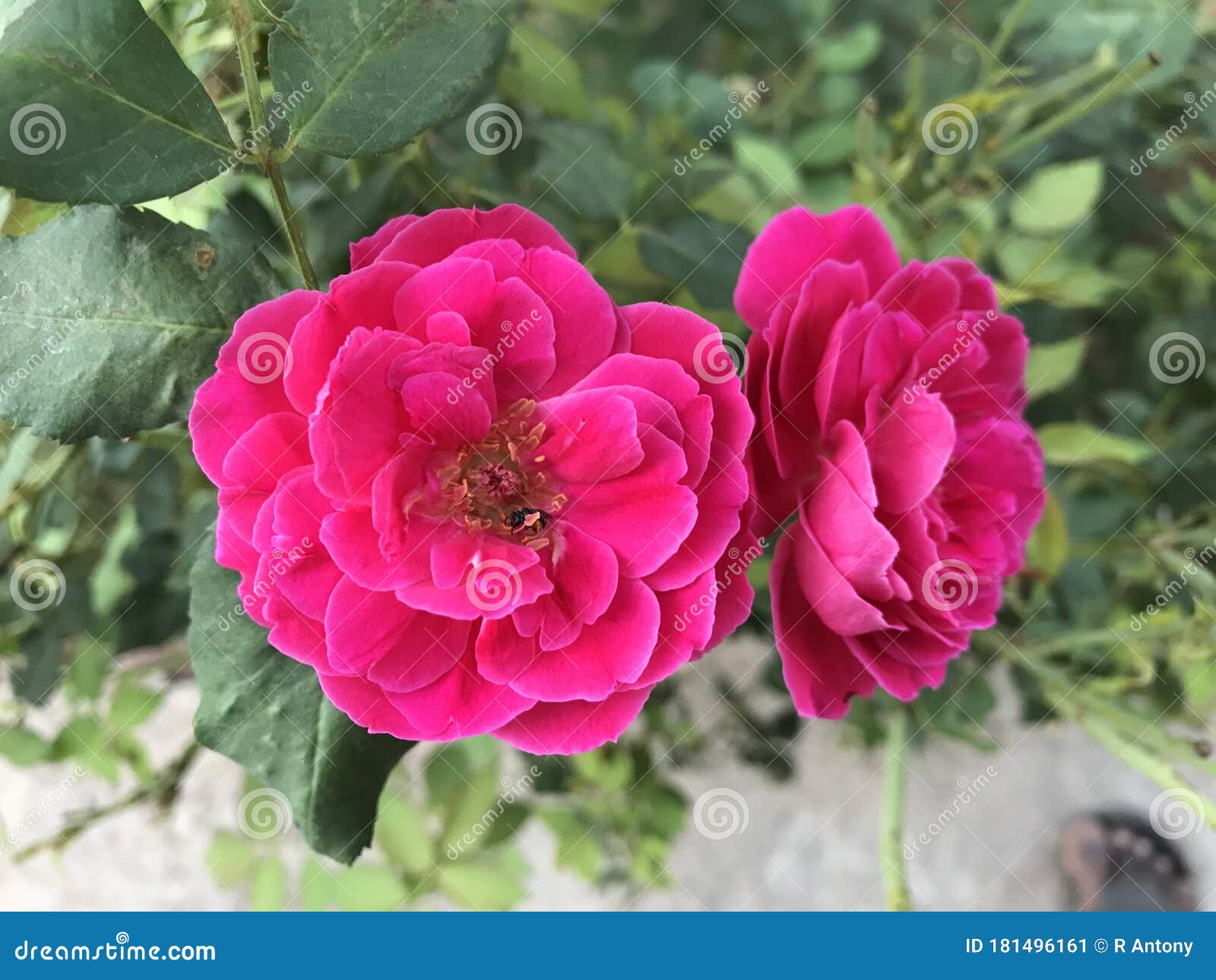 Two red roses blooming stock image. Image of blomin - 181496161