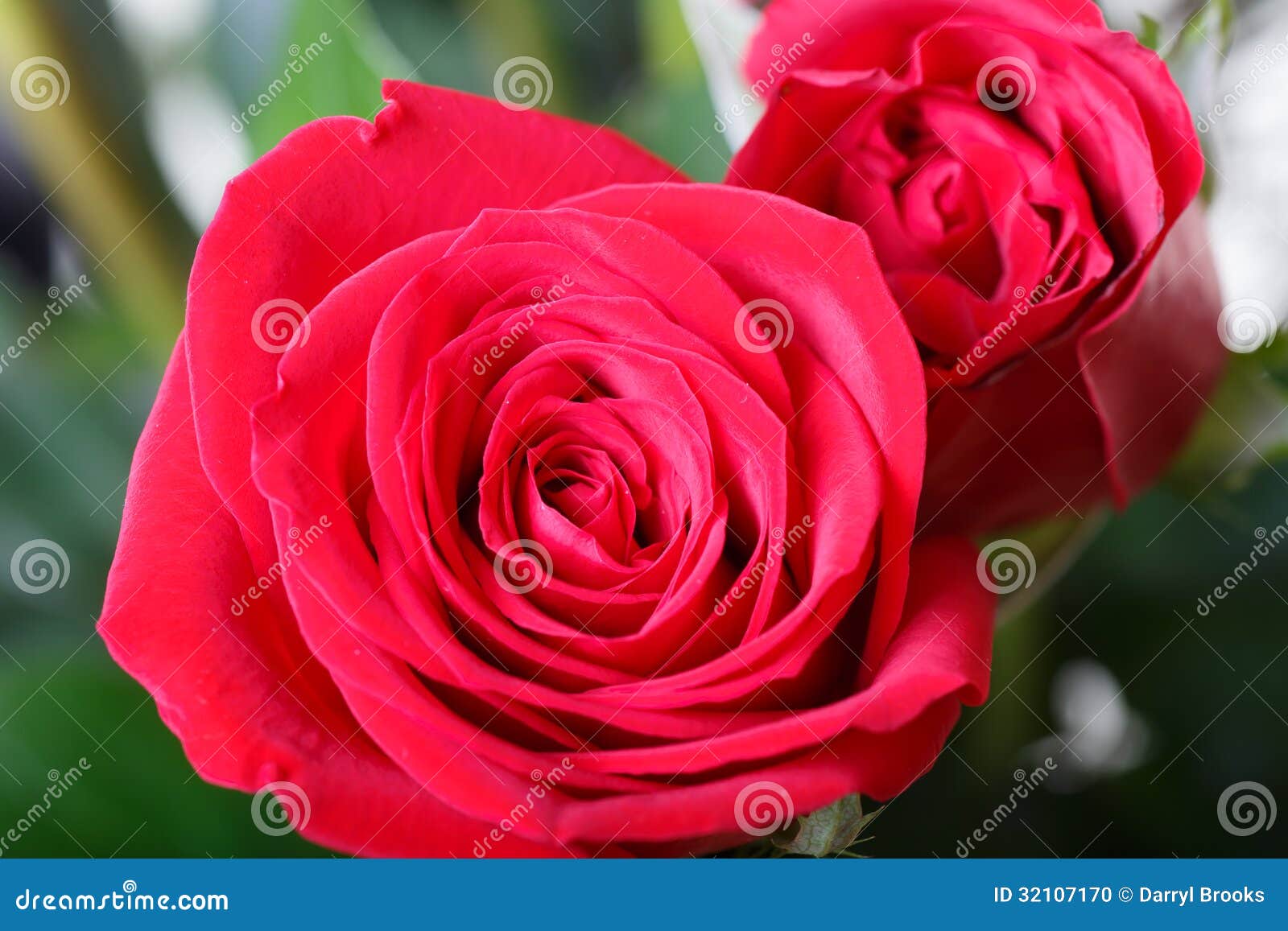 Two Red Roses Stock Images - Download 6,699 Photos - Page 2