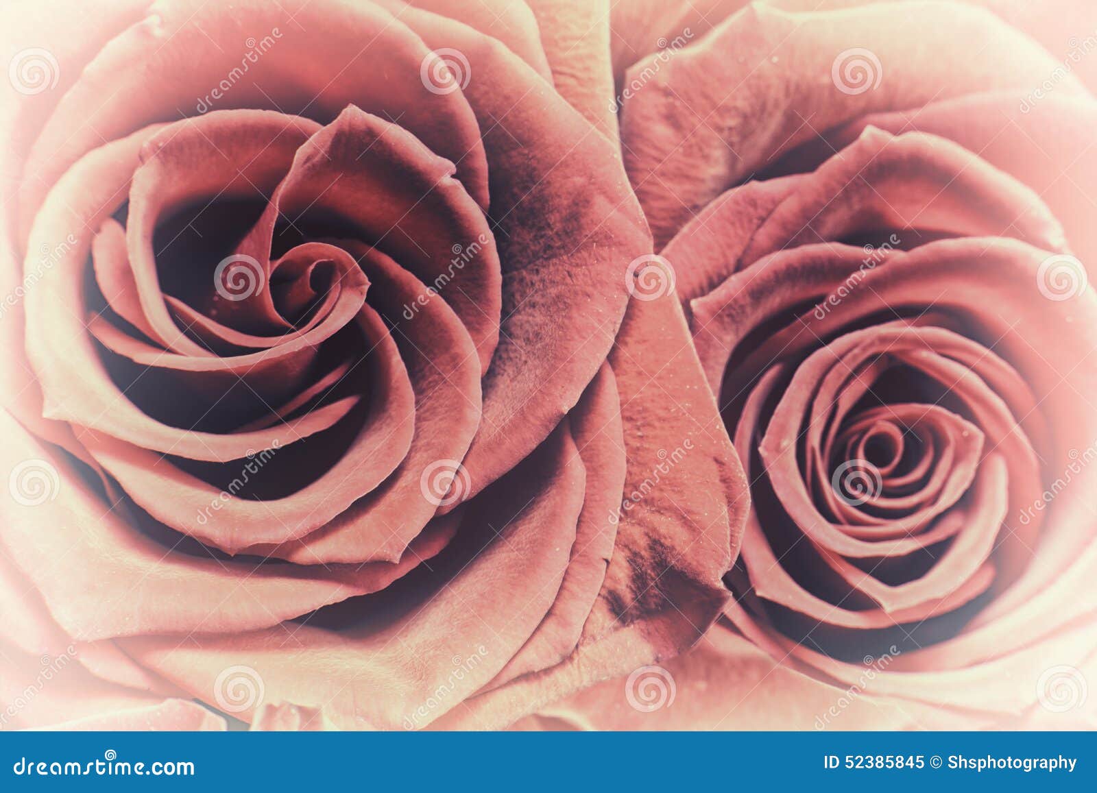 Two Red Roses - Close Up stock image. Image of romance - 52385845