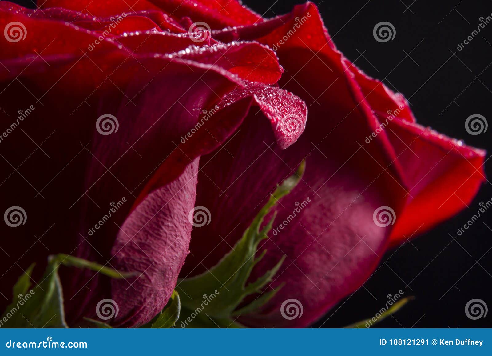 Two Red Roses with Dew on Them Stock Image - Image of macro, closeup ...