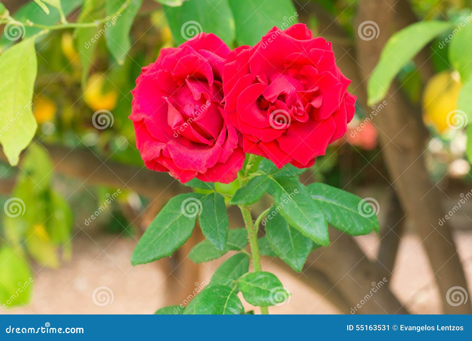 Two Red Roses in the Garden Stock Image - Image of celebration, holiday ...
