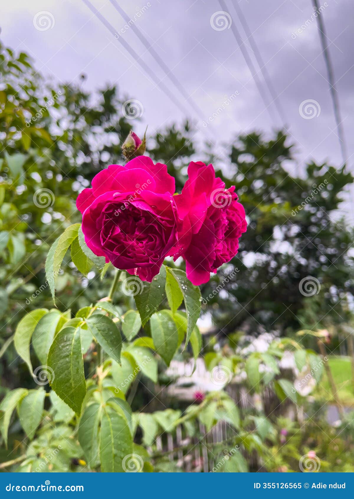 Two red roses stock image. Image of side, grow, roses - 355126565