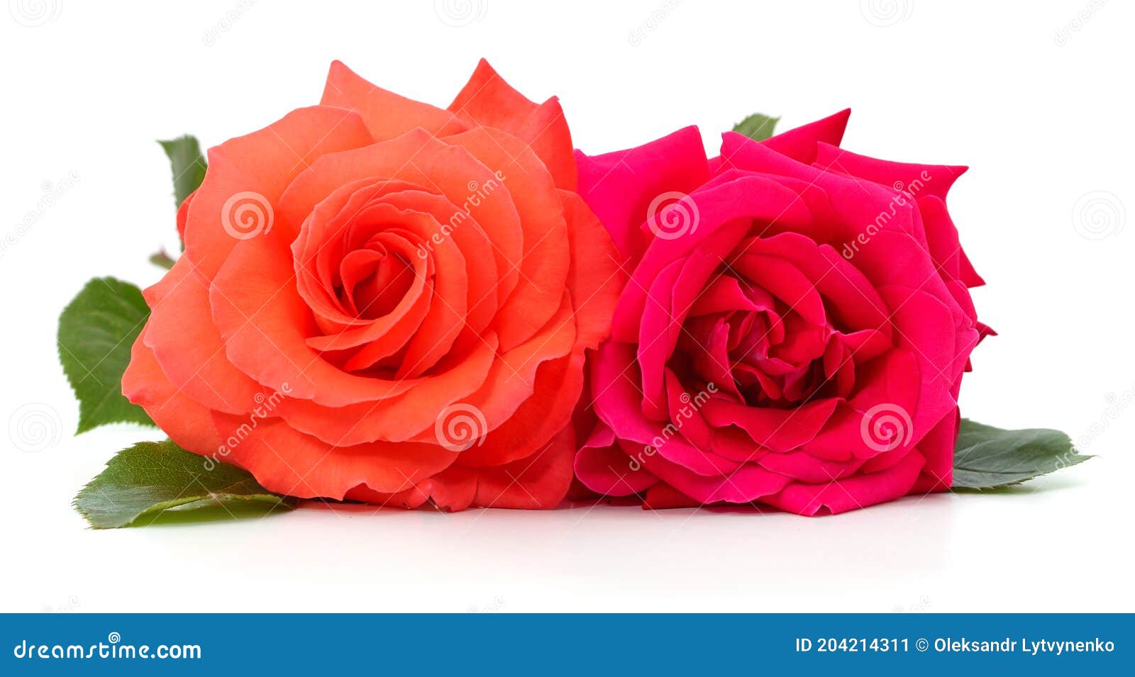 Two red roses stock image. Image of beauty, flowers - 204214311