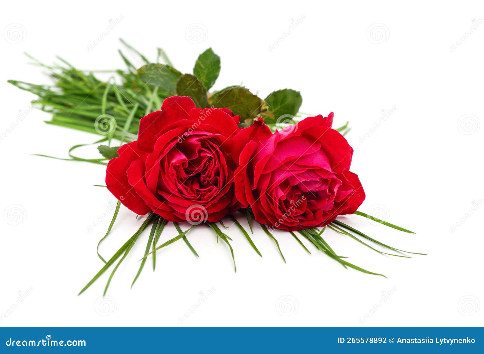 Two red roses stock photo. Image of romance, love, fragility - 265578892