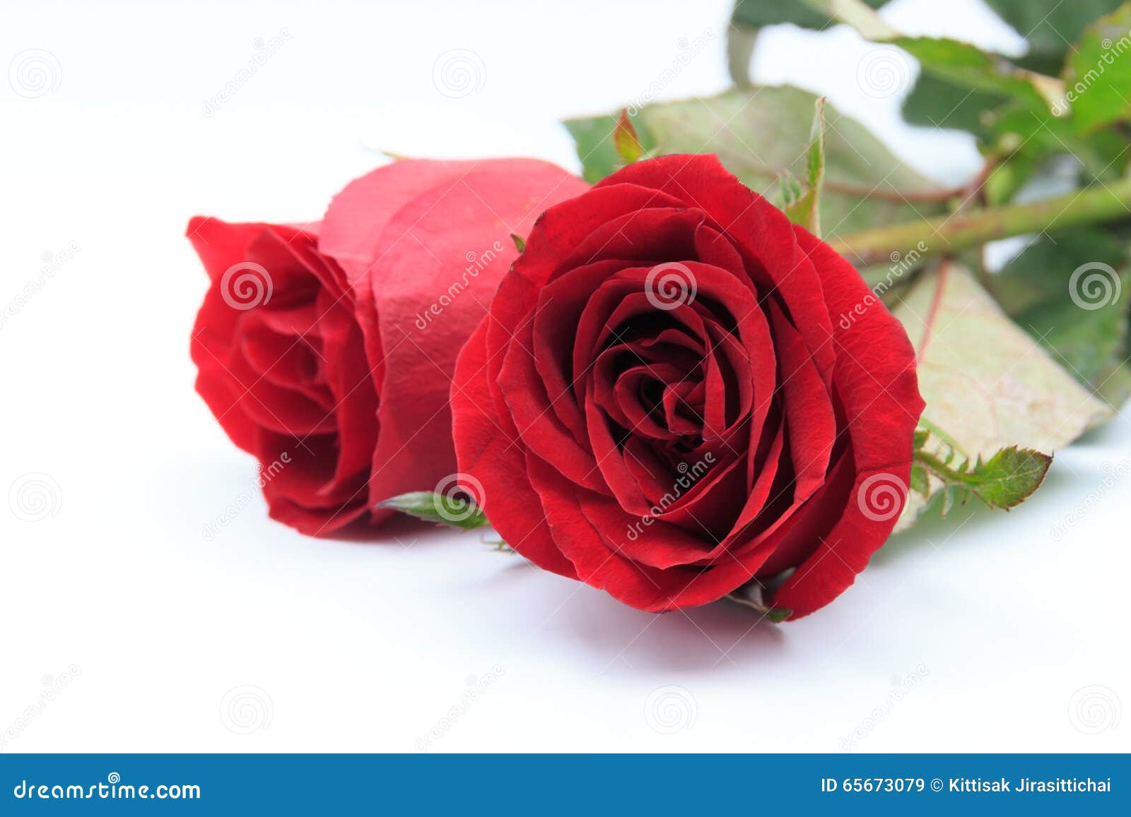 Two Red Roses Isolated on White Background Stock Image - Image of ...