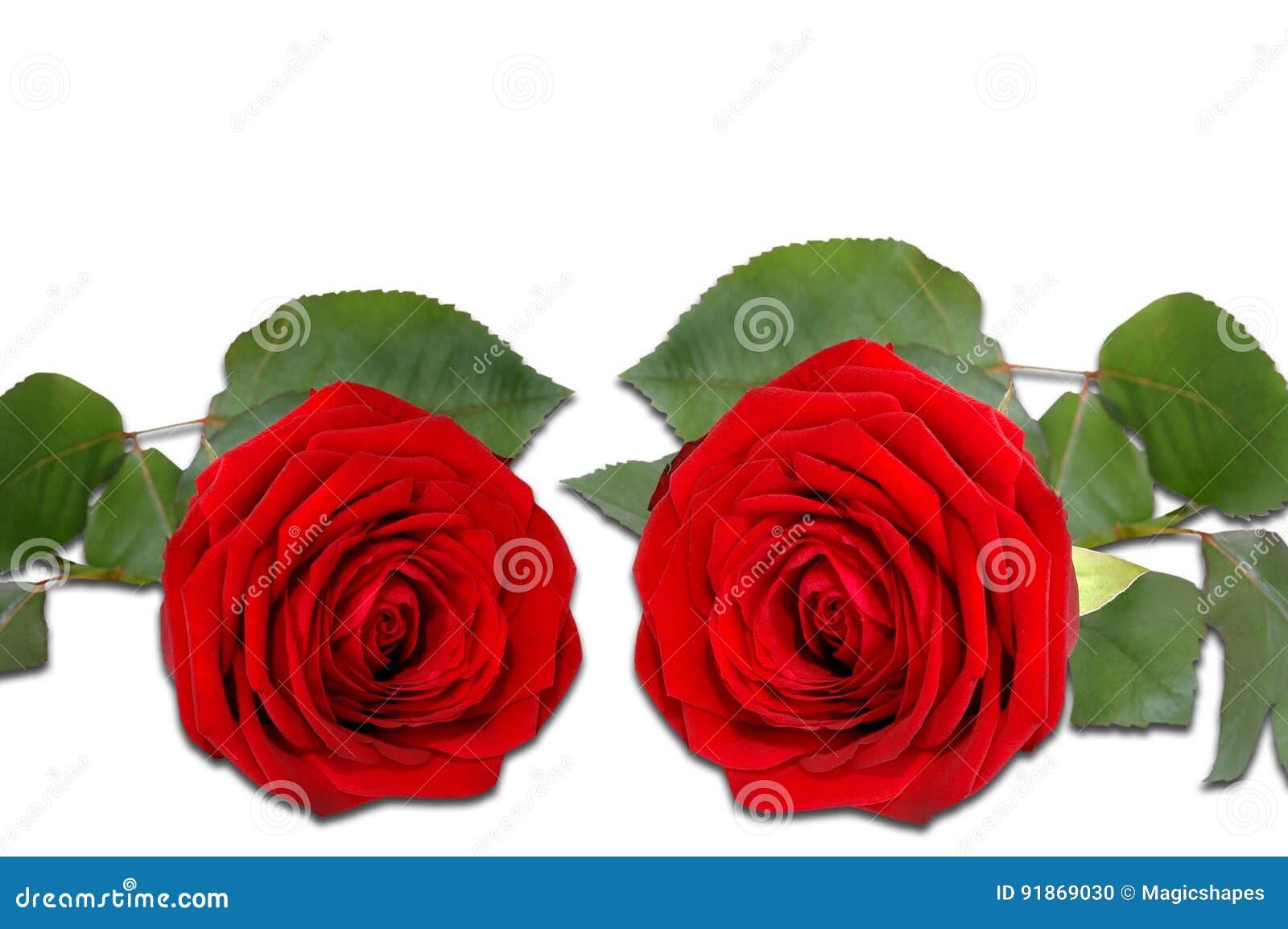 Two red roses stock photo. Image of fragility, celebration - 91869030