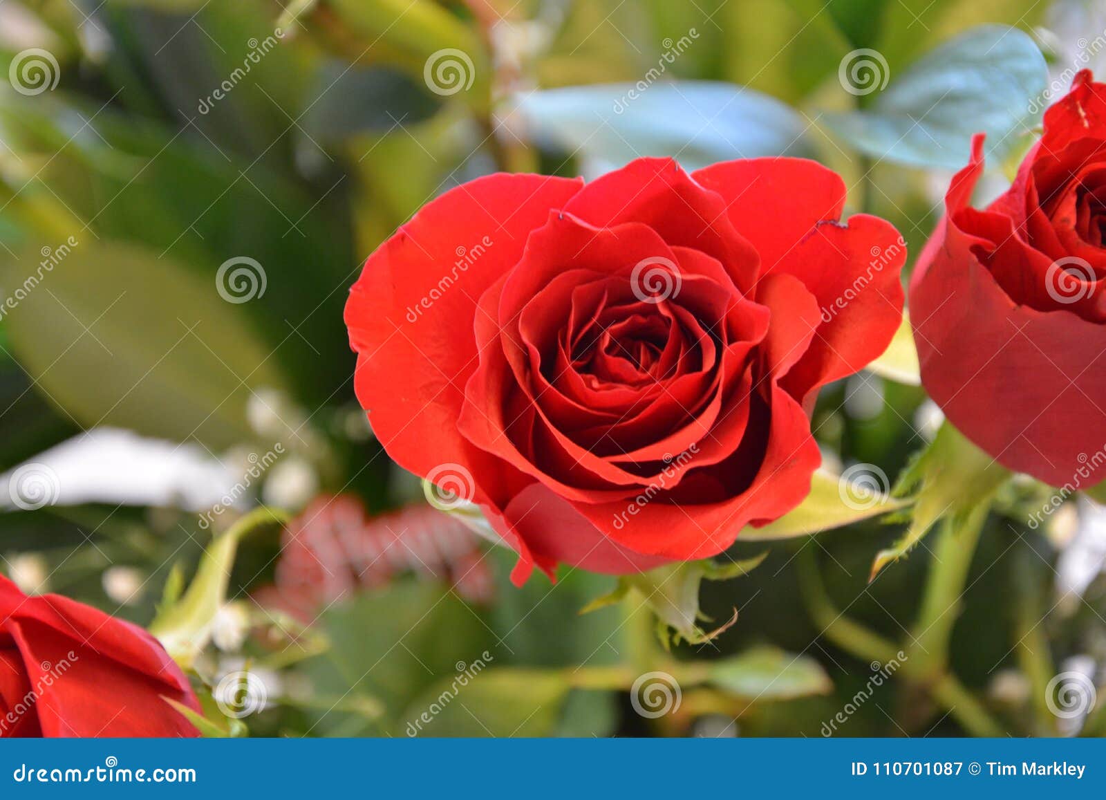 Two red roses stock image. Image of petals, plant, clsoeup - 110701087