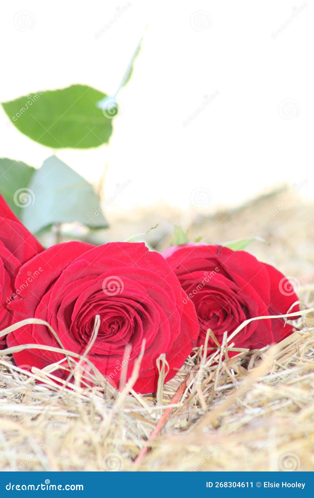 Red roses stock image. Image of laying, greenery, roses - 268304611