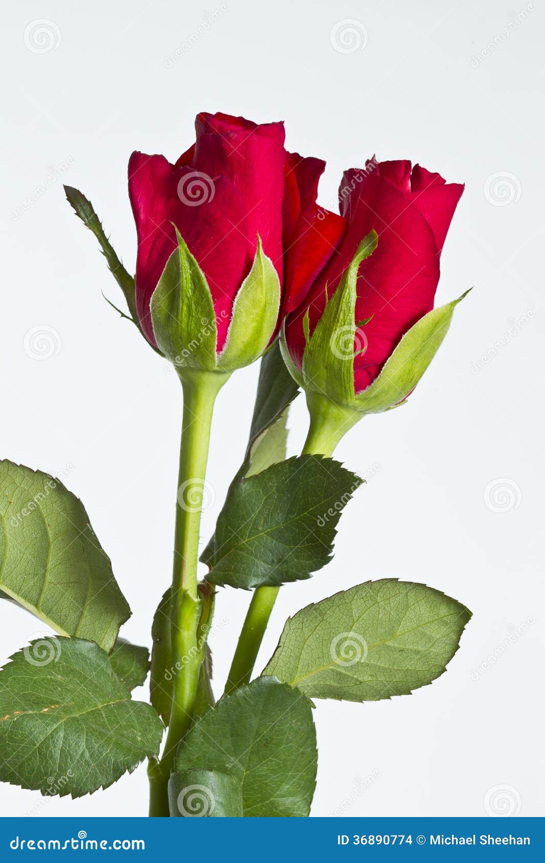 Two red roses stock photo. Image of close, flower, open - 36890774