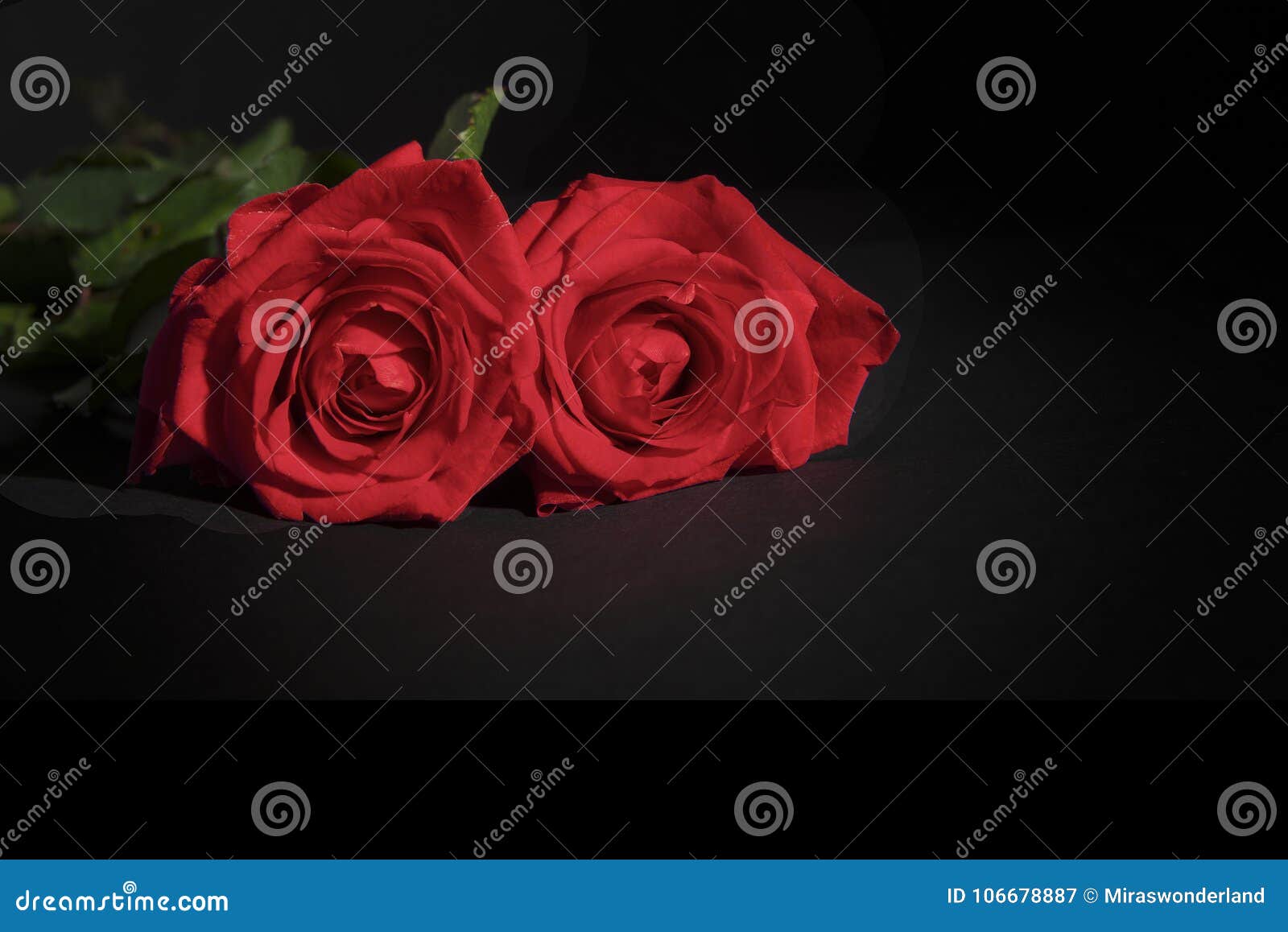 Two Red Roses Lying Down on a Black Background Stock Image - Image of ...